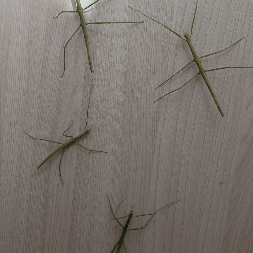 Палочники бесплатно, улитки