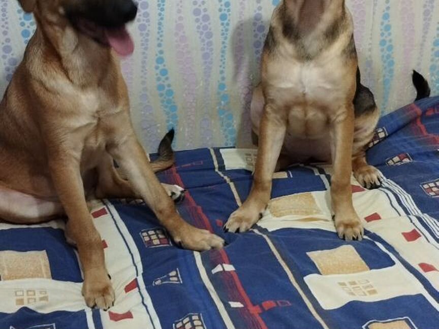 Ксолоитцкуинтли в шерсти