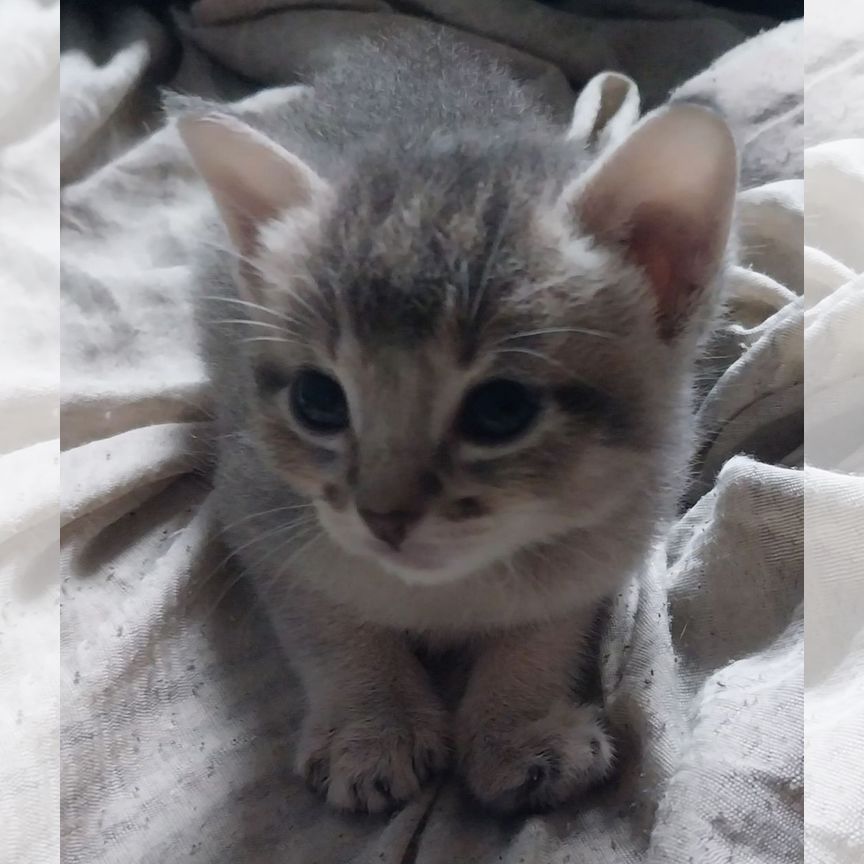 Абиссинский котёнок