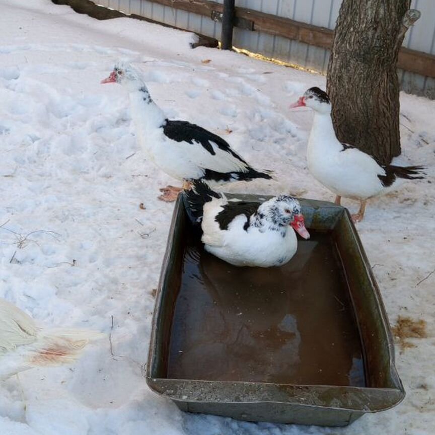 Селезень индоутки