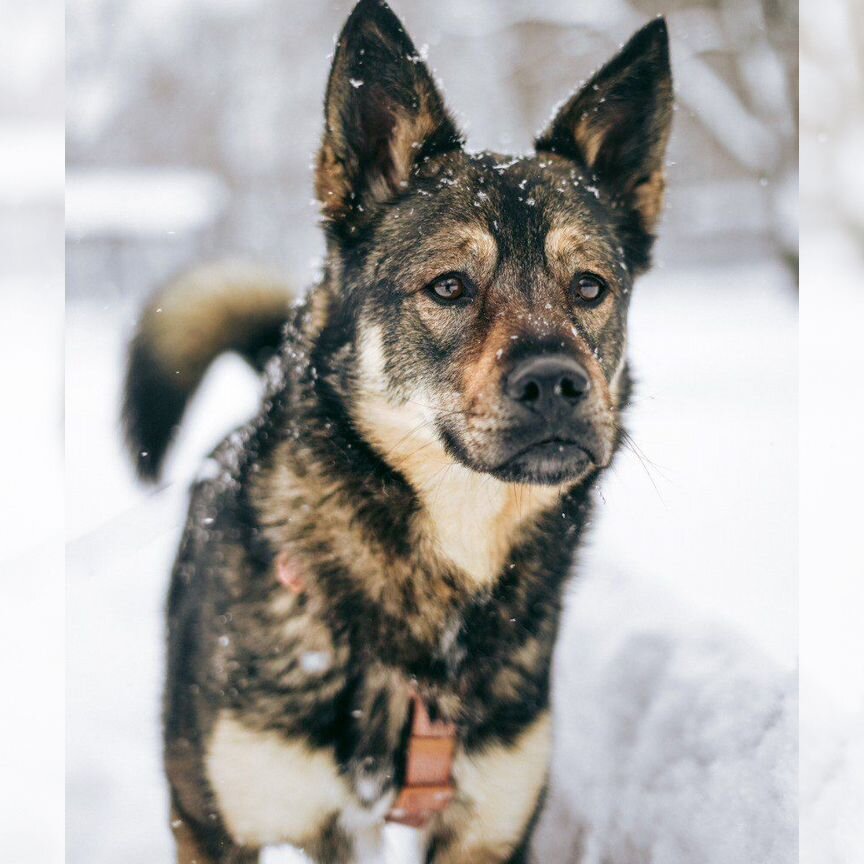 Взрослый пёс в добрые руки