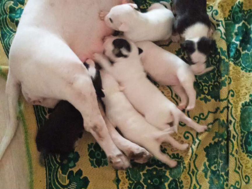 Бультерьер