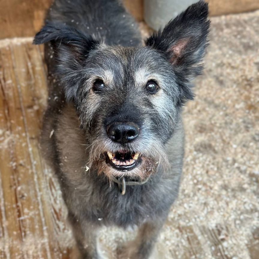 7 лет провёл в приюте.Добрый старичок на доживание