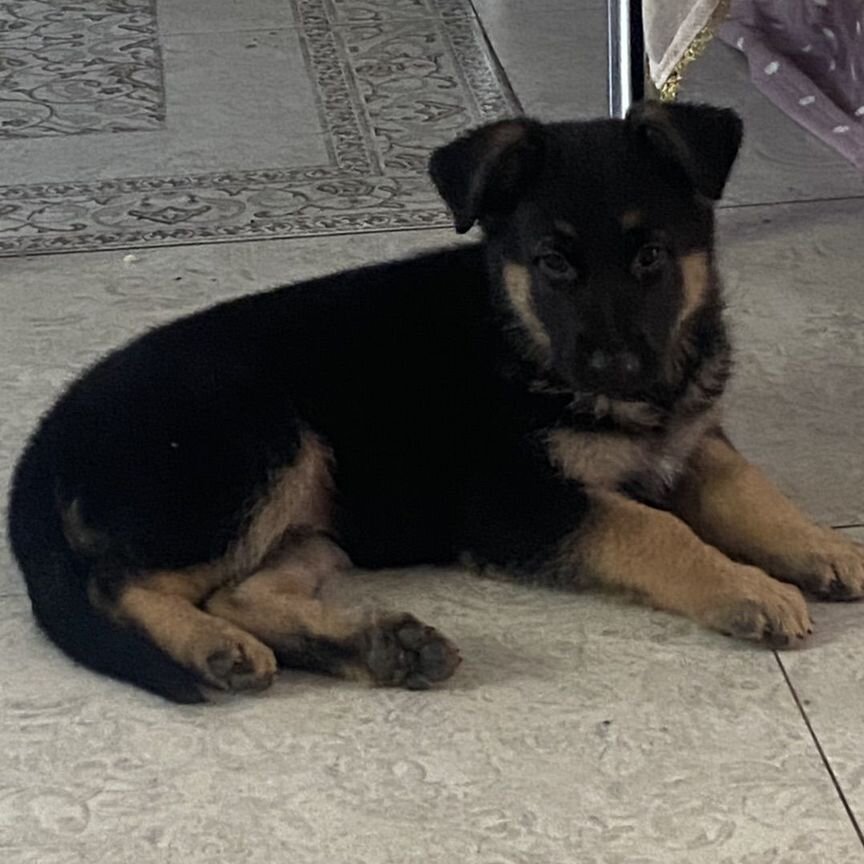 Щенки немецкой овчарки