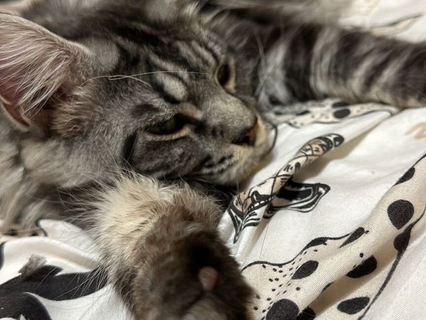 Вязка с котом Майн Кун