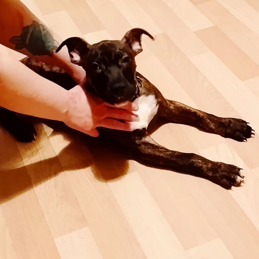 Американский стаффордширский терьер, щенок