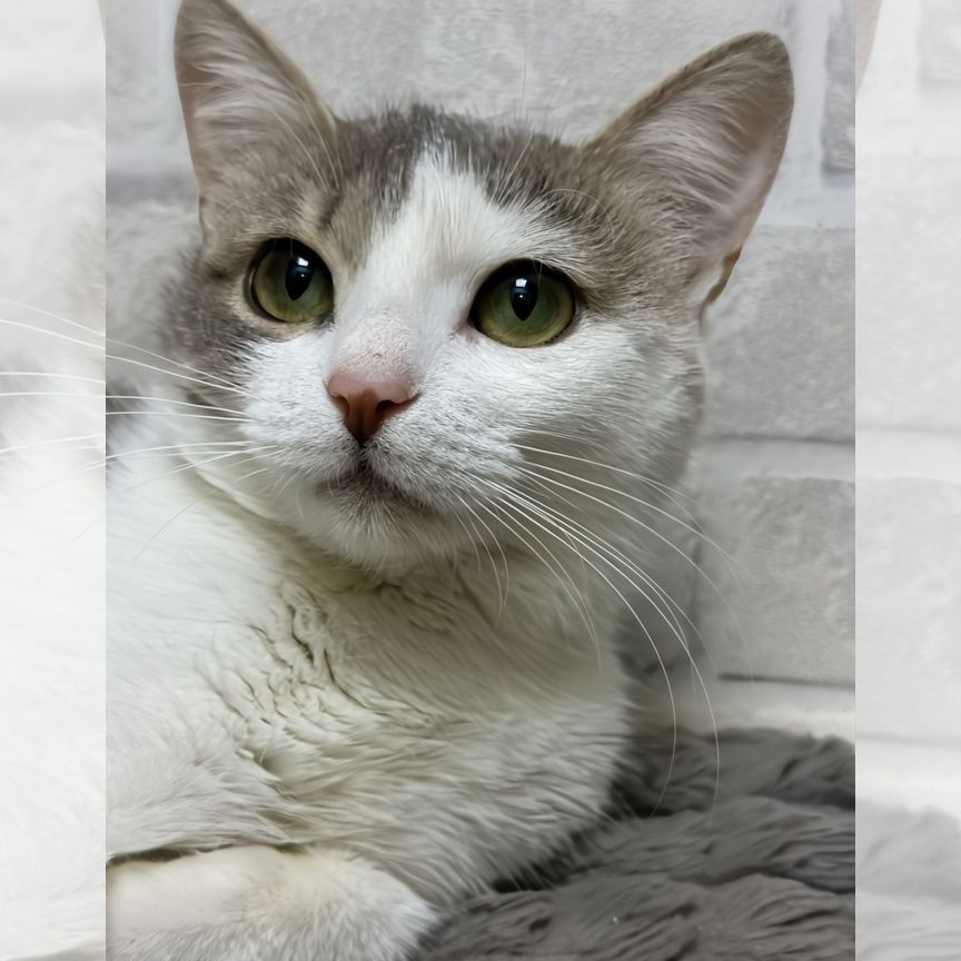 Взрослая, Девочка кошка в добрые руки