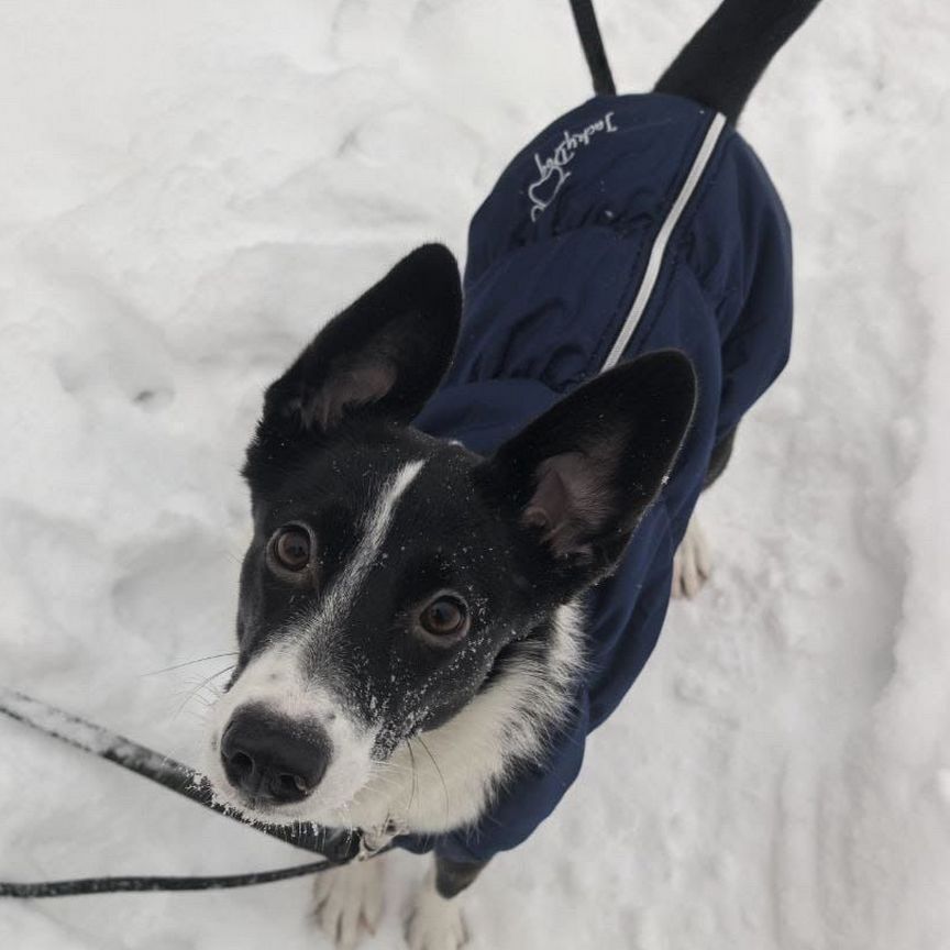 Взрослая собака в добрые руки