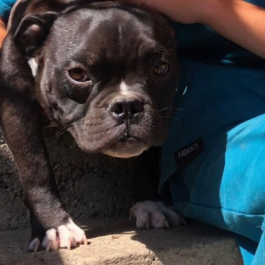 Кабель американский булли