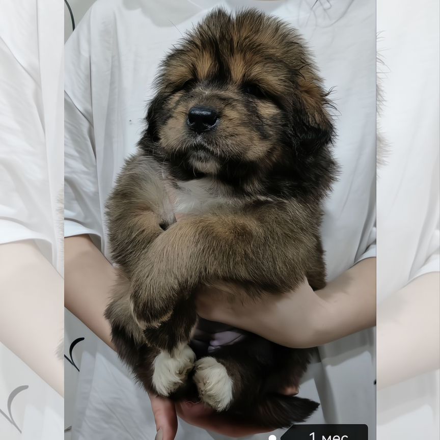 Тибетский мастиф, щенок