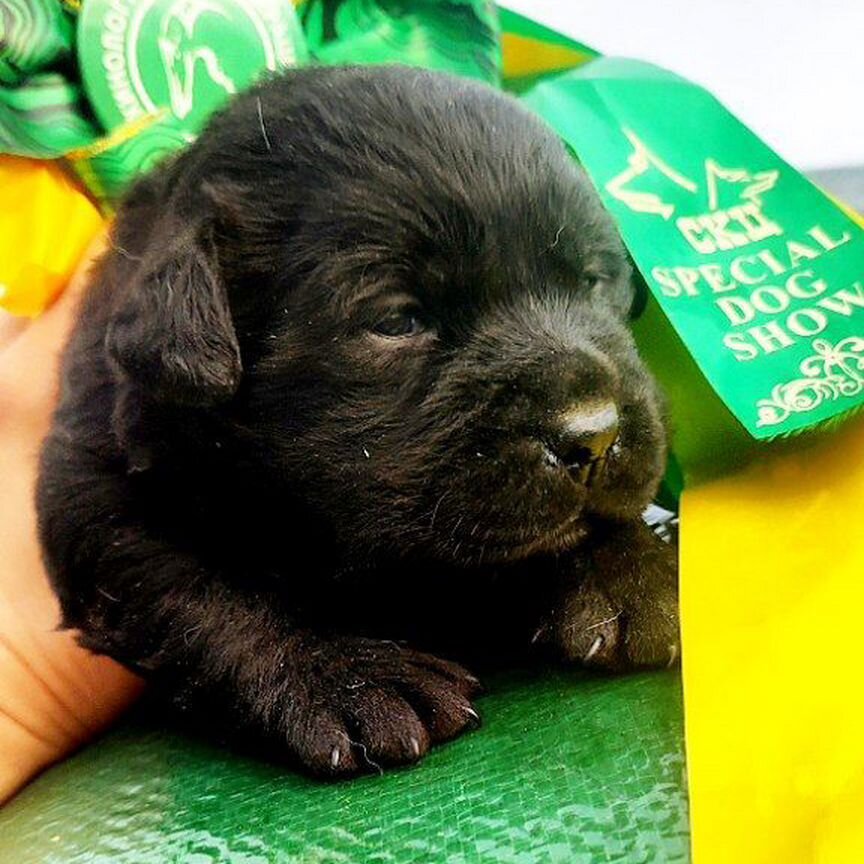 Лабрадор девочка