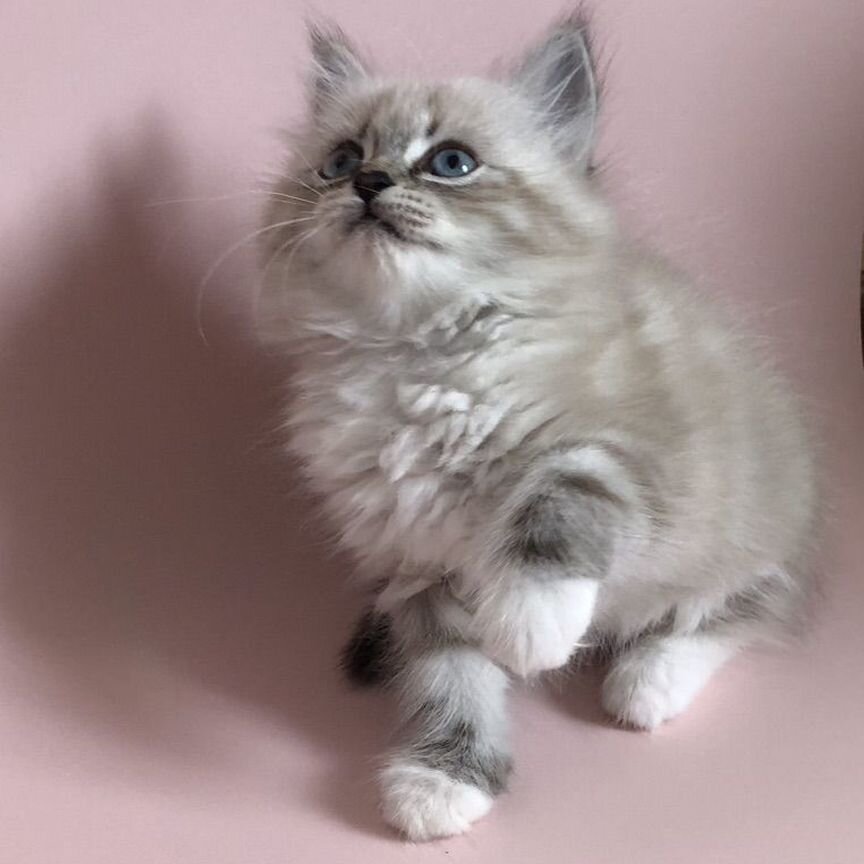 Невский маскарадный котёнок