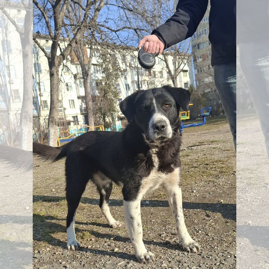 Пёс барбос в добрые руки