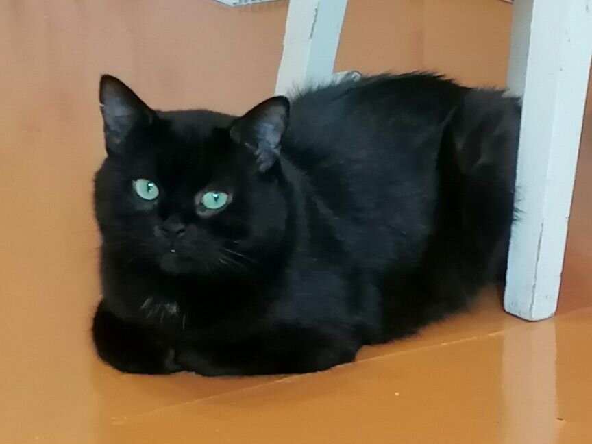 Кот Степка в добрые руки