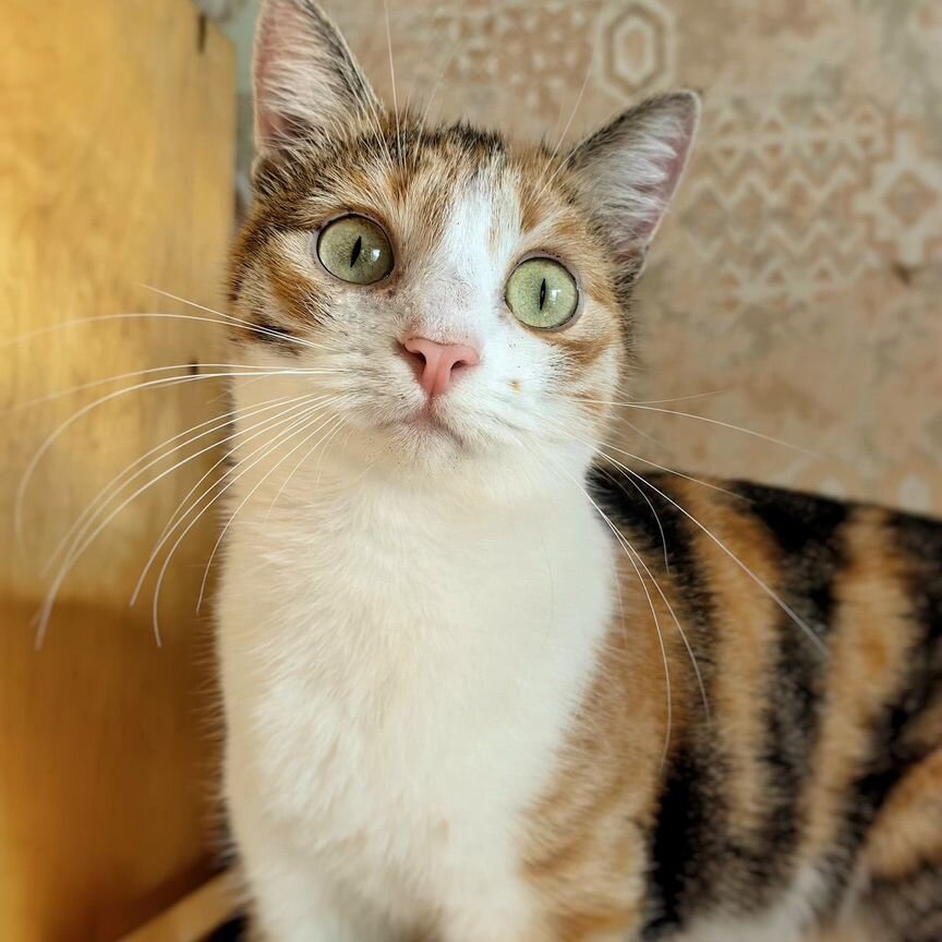 Кошка Рыжая