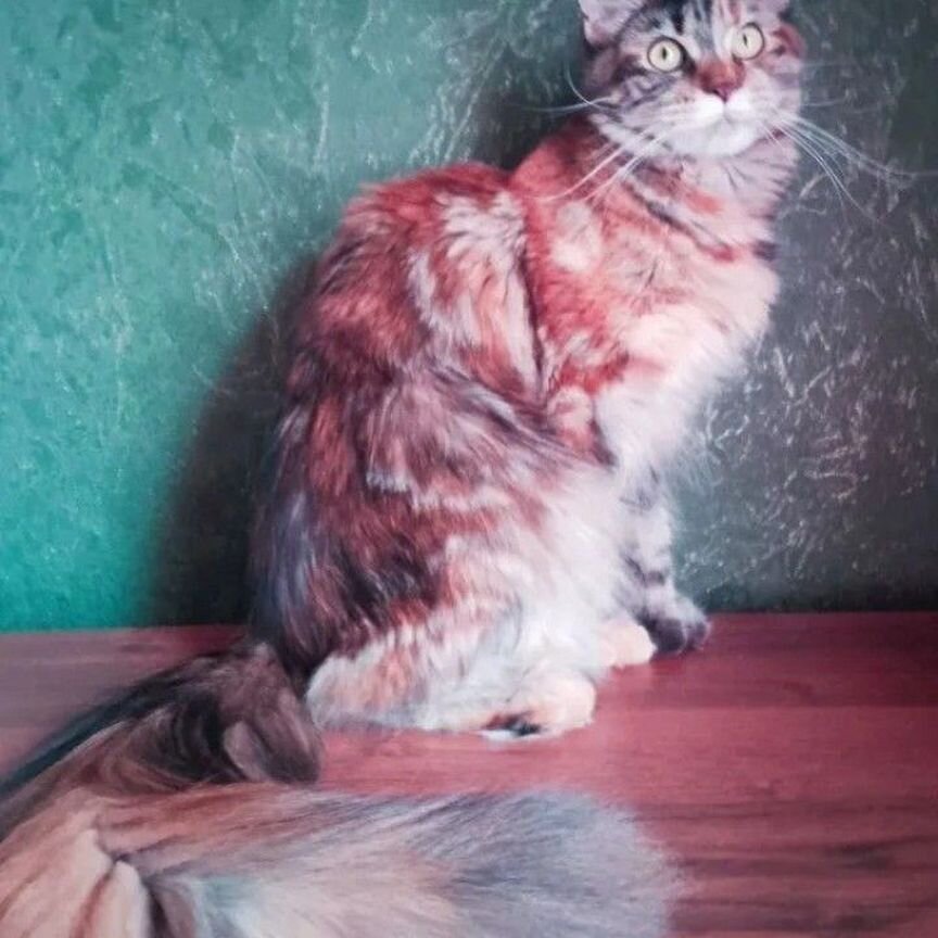 Кошка полидакт 66/77 годовалая