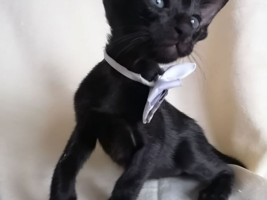 Ориентальные котята