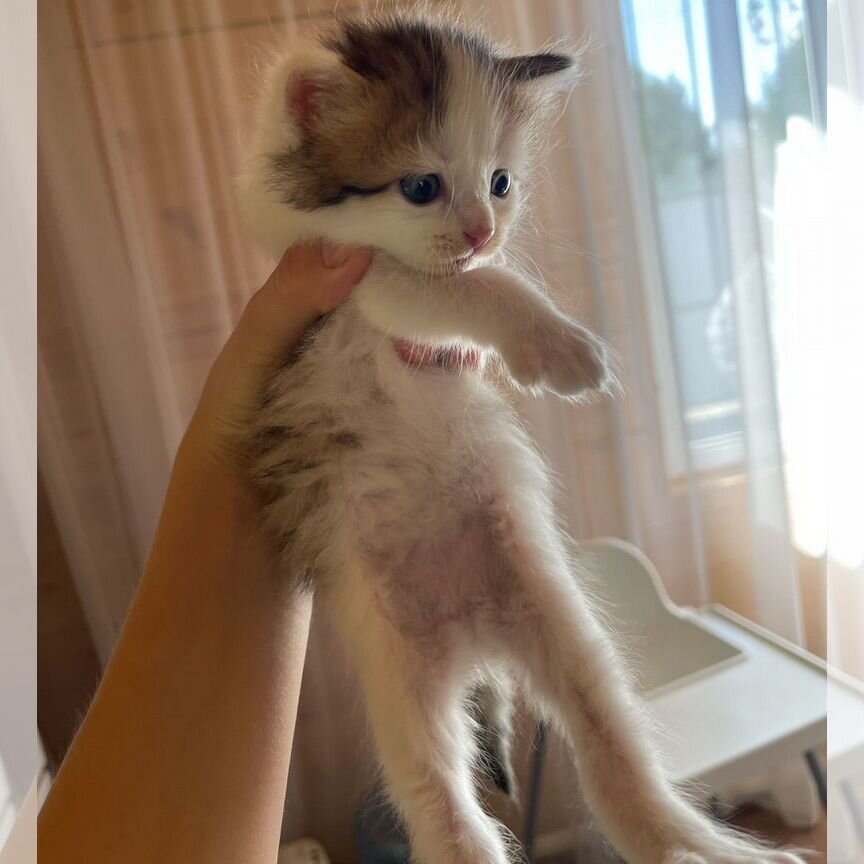 Отдам котят в добрые руки