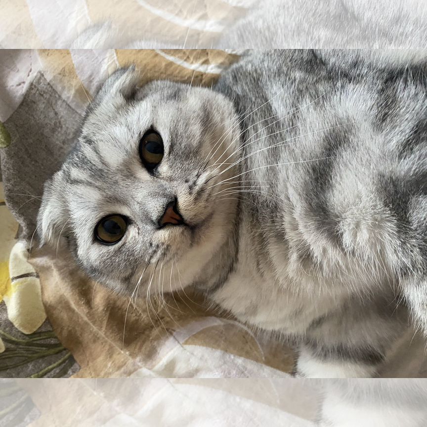 Шотландский вислоухий кот вязка