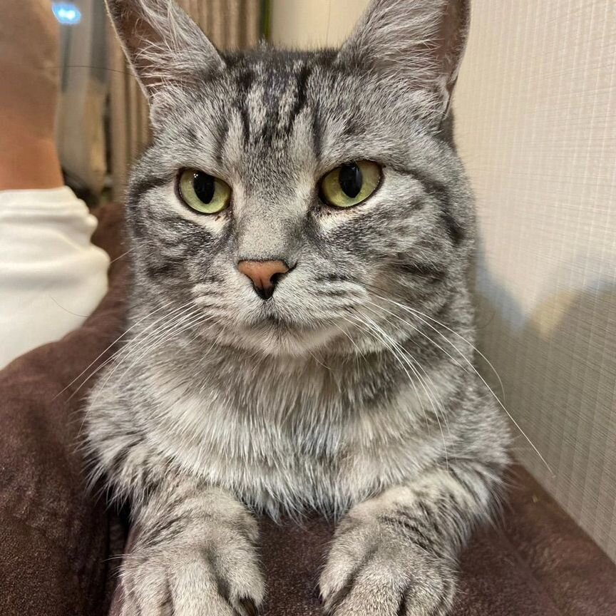 Отдам в добрые руки котика