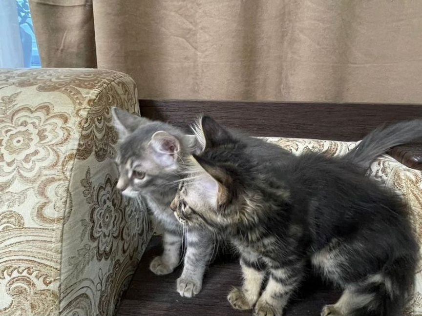 Котята девочки в ответственные руки