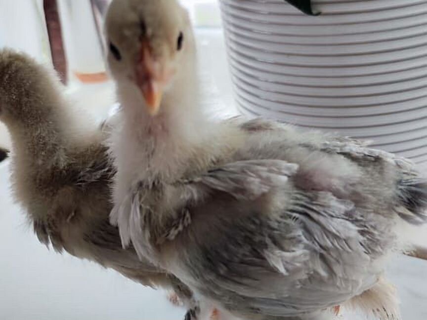 Цыплята Брама Изабелла