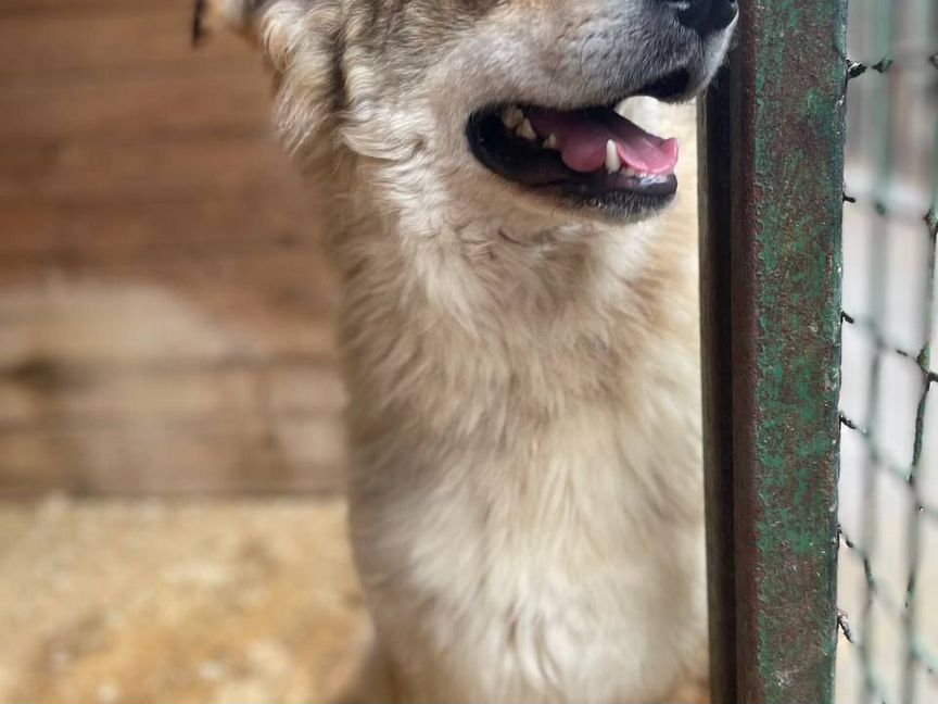 Молодая собака тоскует в приюте