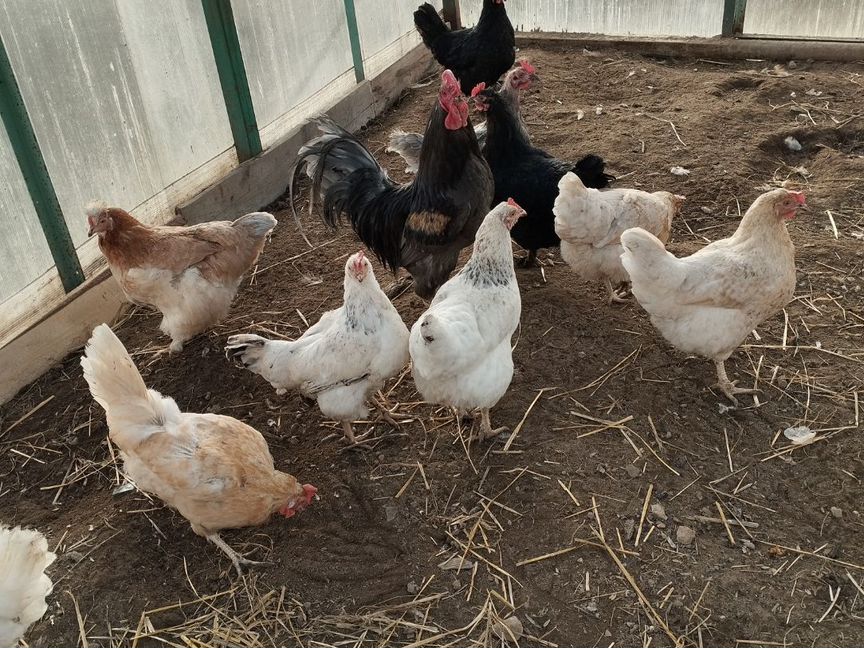 Куры несушки домашние