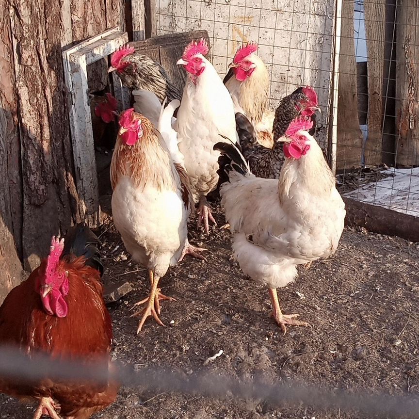Куры и петухи
