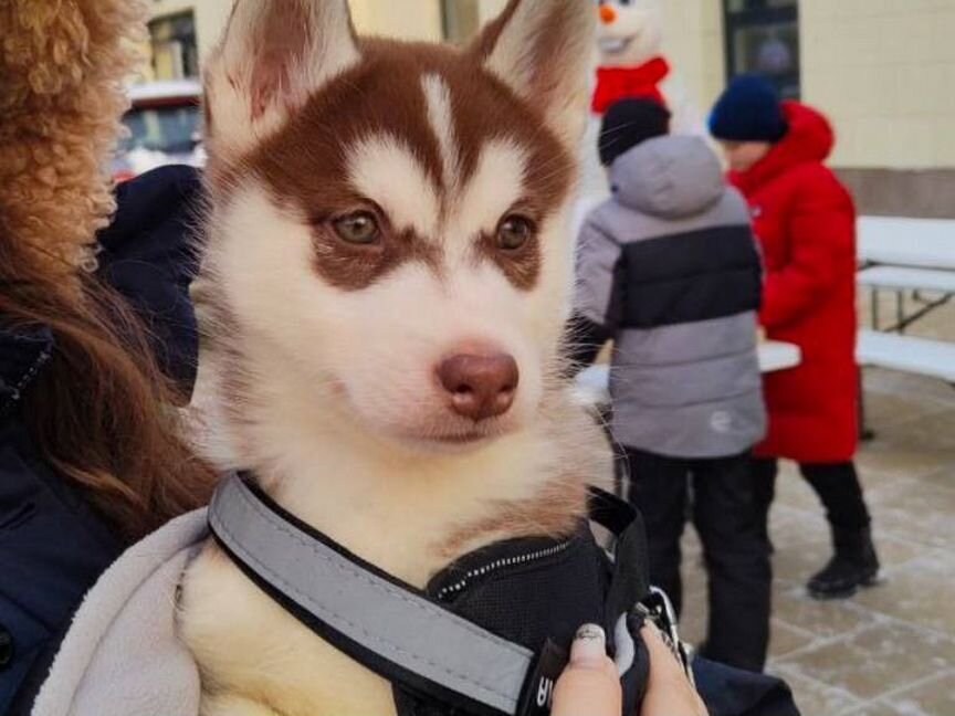 Щенок сибирской хаски