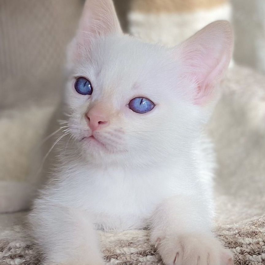 Тайские котята