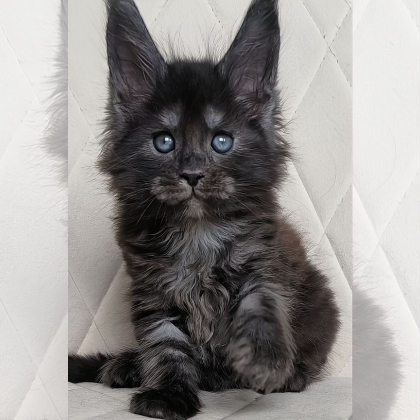 Мейн-кун котёнок