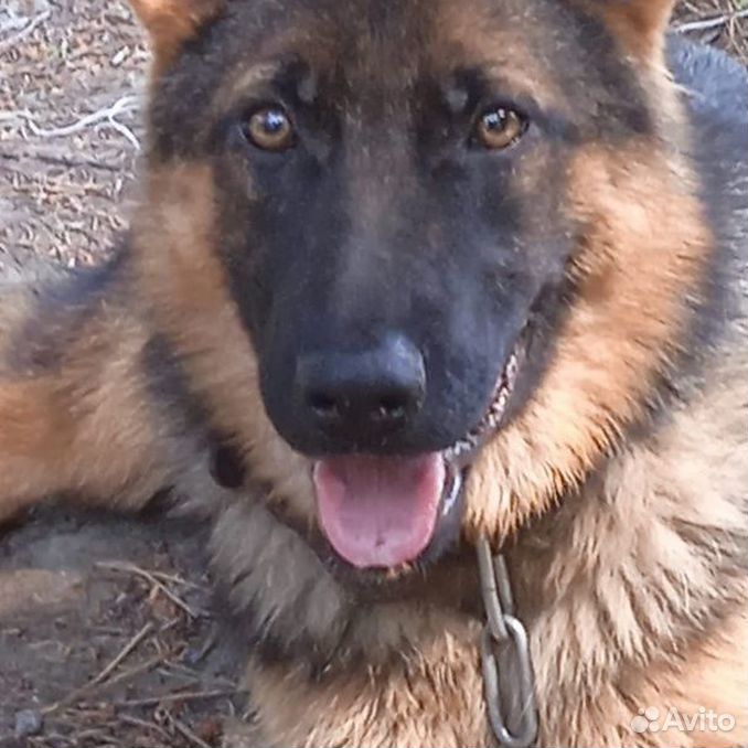 Продам щенков немецкой овчарки