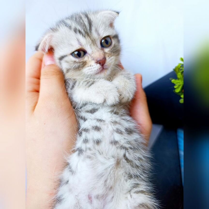 Шотландские котята