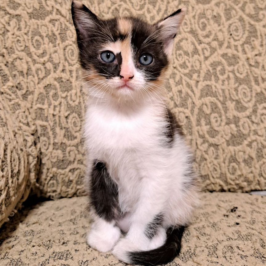 Кошечка и котик в добрые руки