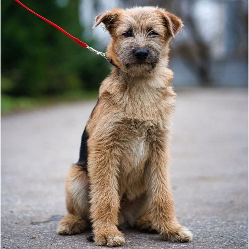 Щенок в добрые руки