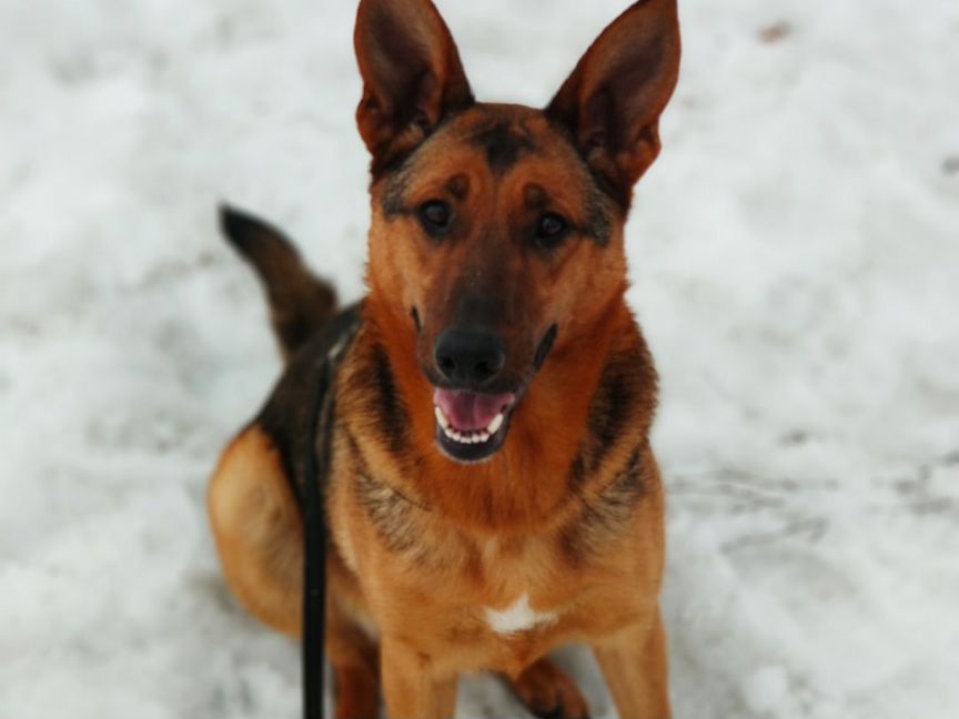 Юная Адель ищет семью