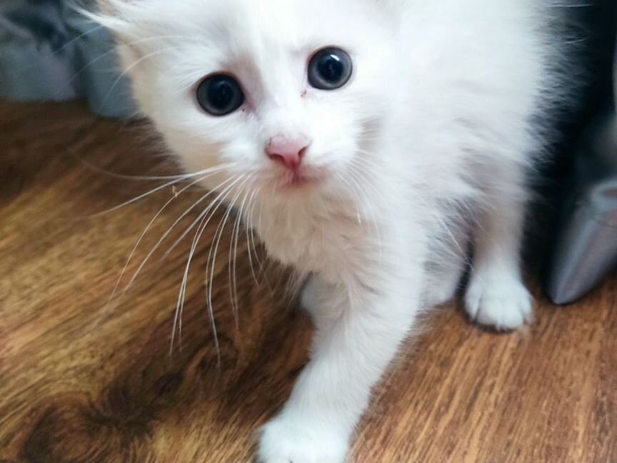 Белый котенок девочка