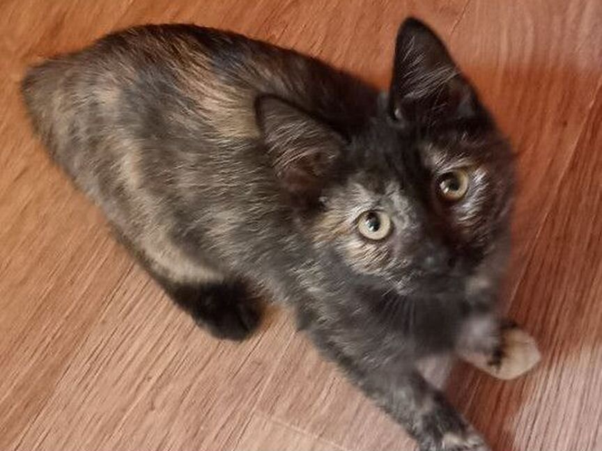 Котёнок Мята в добрые руки