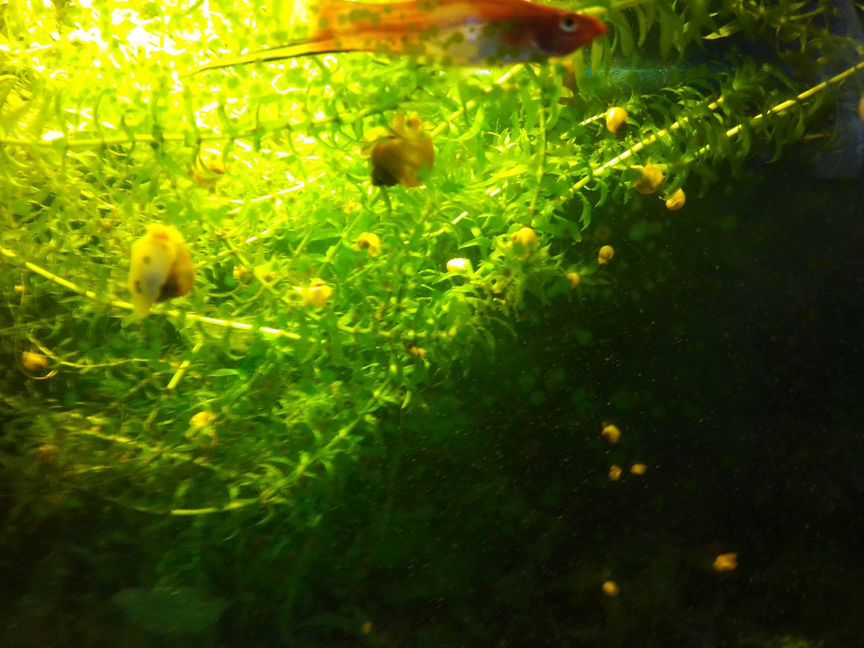 Улитки ампулярии