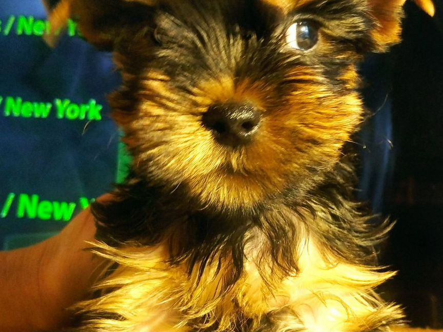 Йоркширский терьер щенки