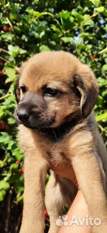 Отдам щенков в надёжные, добрые руки