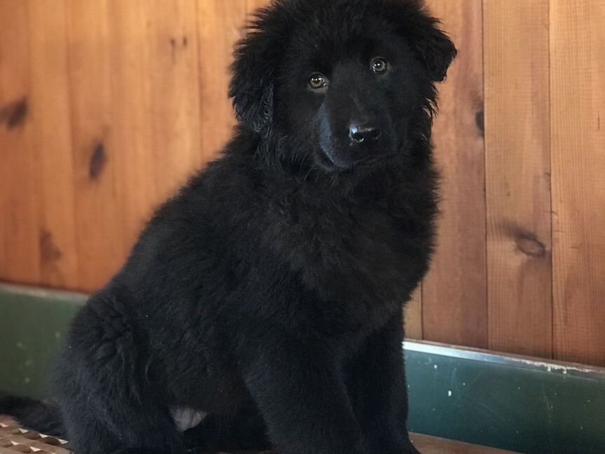 Тувинская овчарка щенки