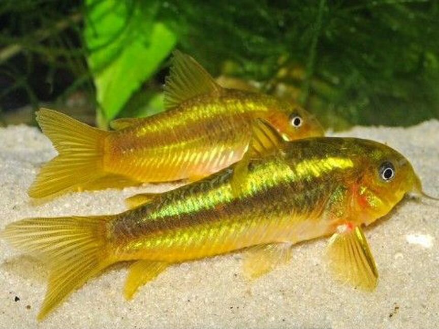 Коридорас Голд Страйп (арт 4253)