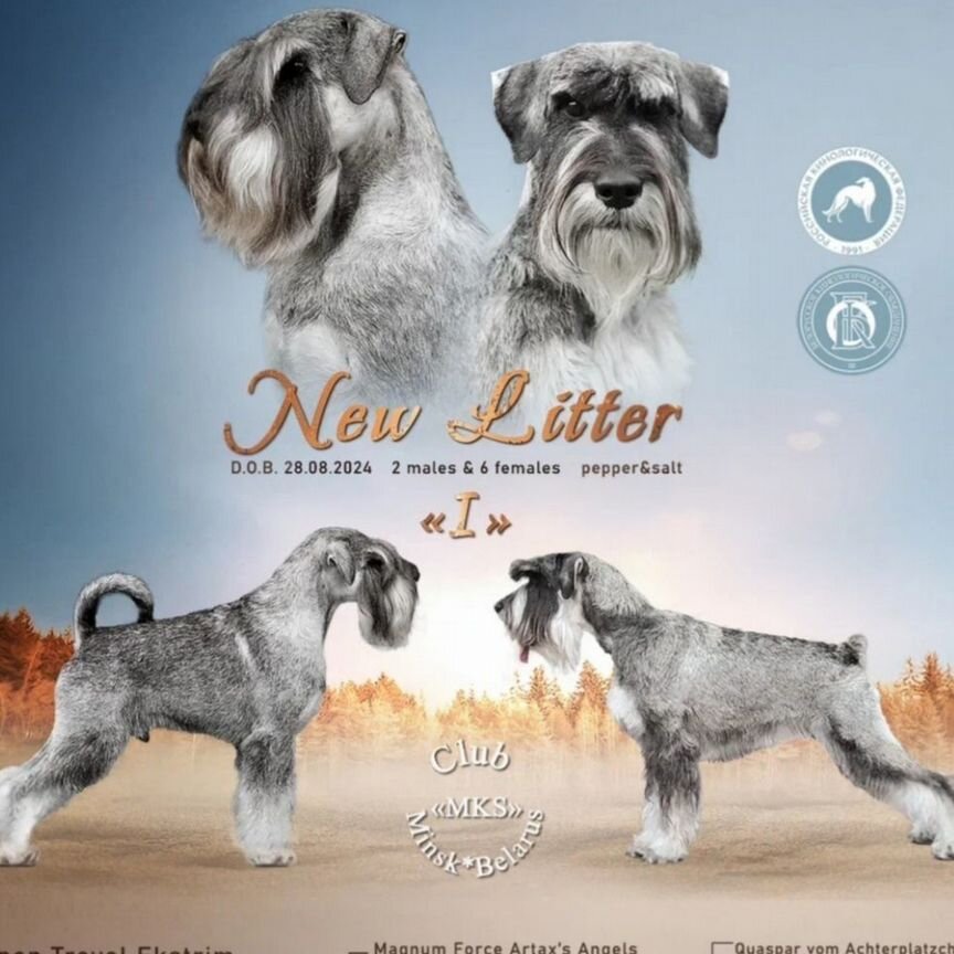 Высокопородистые щенки миттельшнауцера