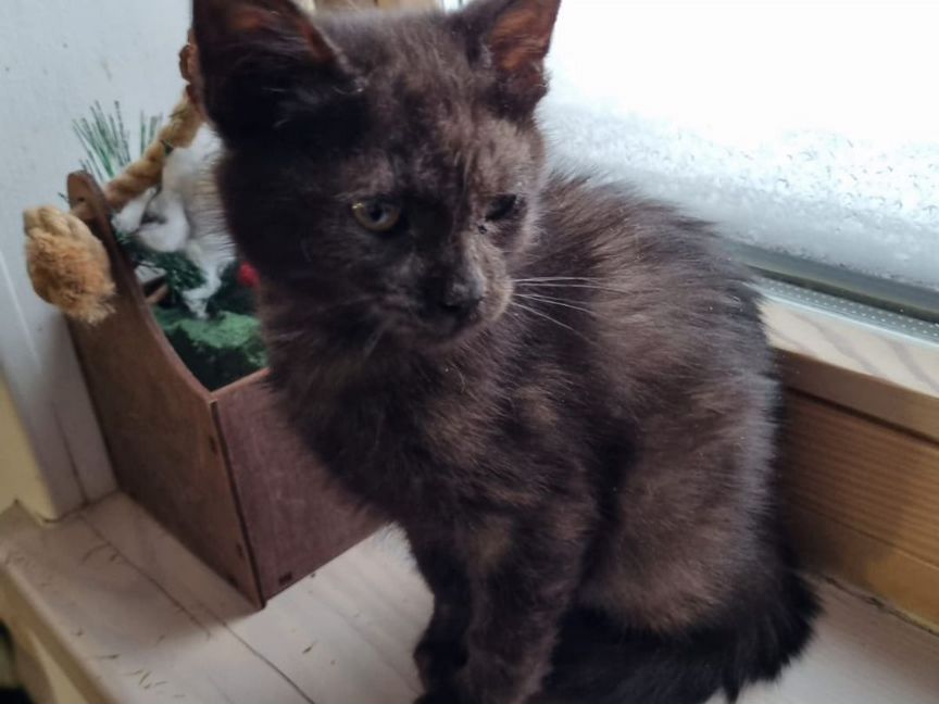 Котенок Горький шоколад 2.5.мес. мальчик