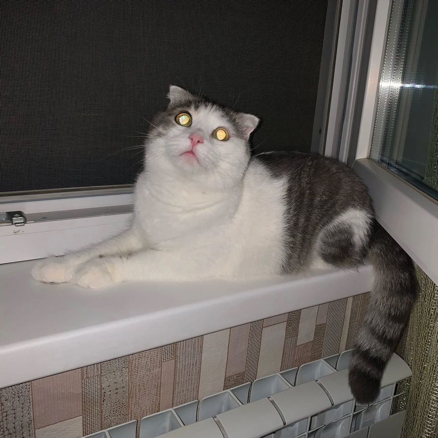 Шатланский веслоухий кот