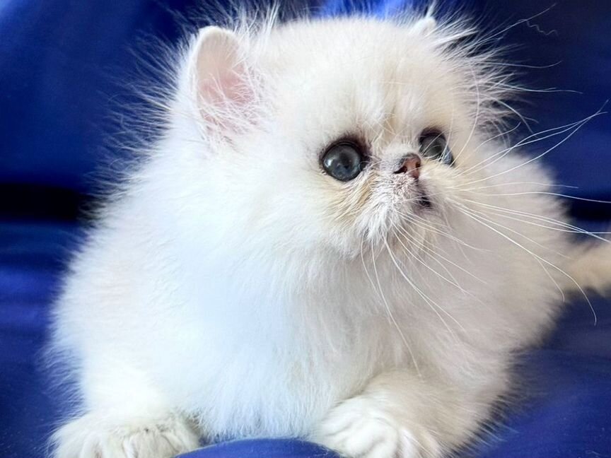 Персидская шиншилла, девочка