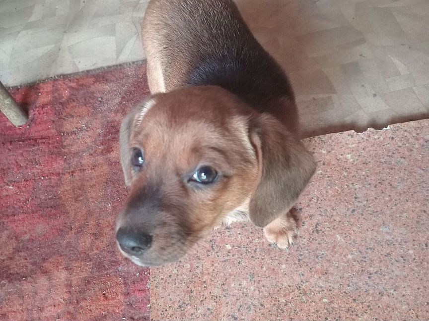 Собачка в добрые руки