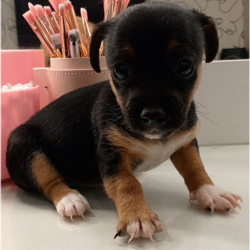 Русский той-терьер, щенок